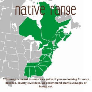 Serviceberry | Direct Native Plants