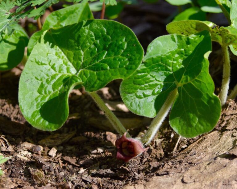 Buy Wild Ginger for Sale Online | Direct Native Plants