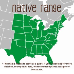 Buy American Linden for Sale Online | Direct Native Plants
